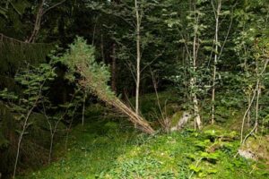 Forest Finns Still Haunt the DNA of Sweden - Swedish Finn Historical ...